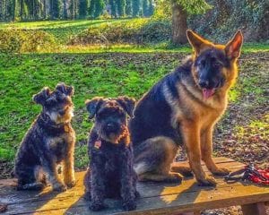 Home – Portland Dog Trainers | Off Leash K9 Training Portland, OR